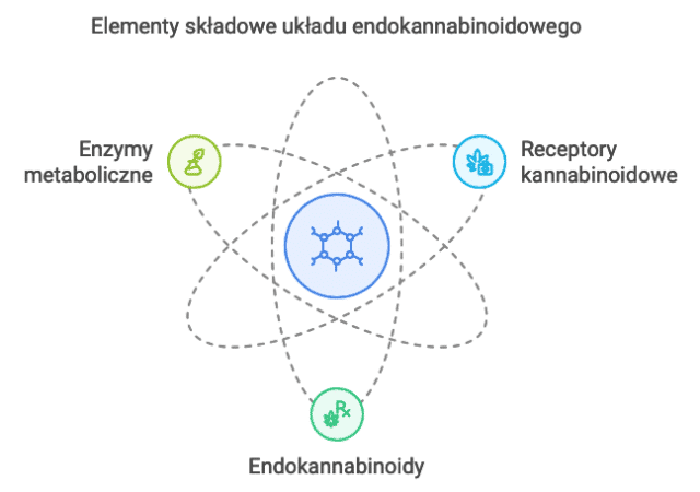 Układ endokannabinoidowy - co to jest i jak działa?